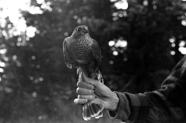 Fishing for Hawks: Trapping Raptors with Adam Baz | The Filson Journal