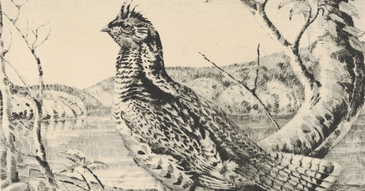 Ruffed Grouse Drawing