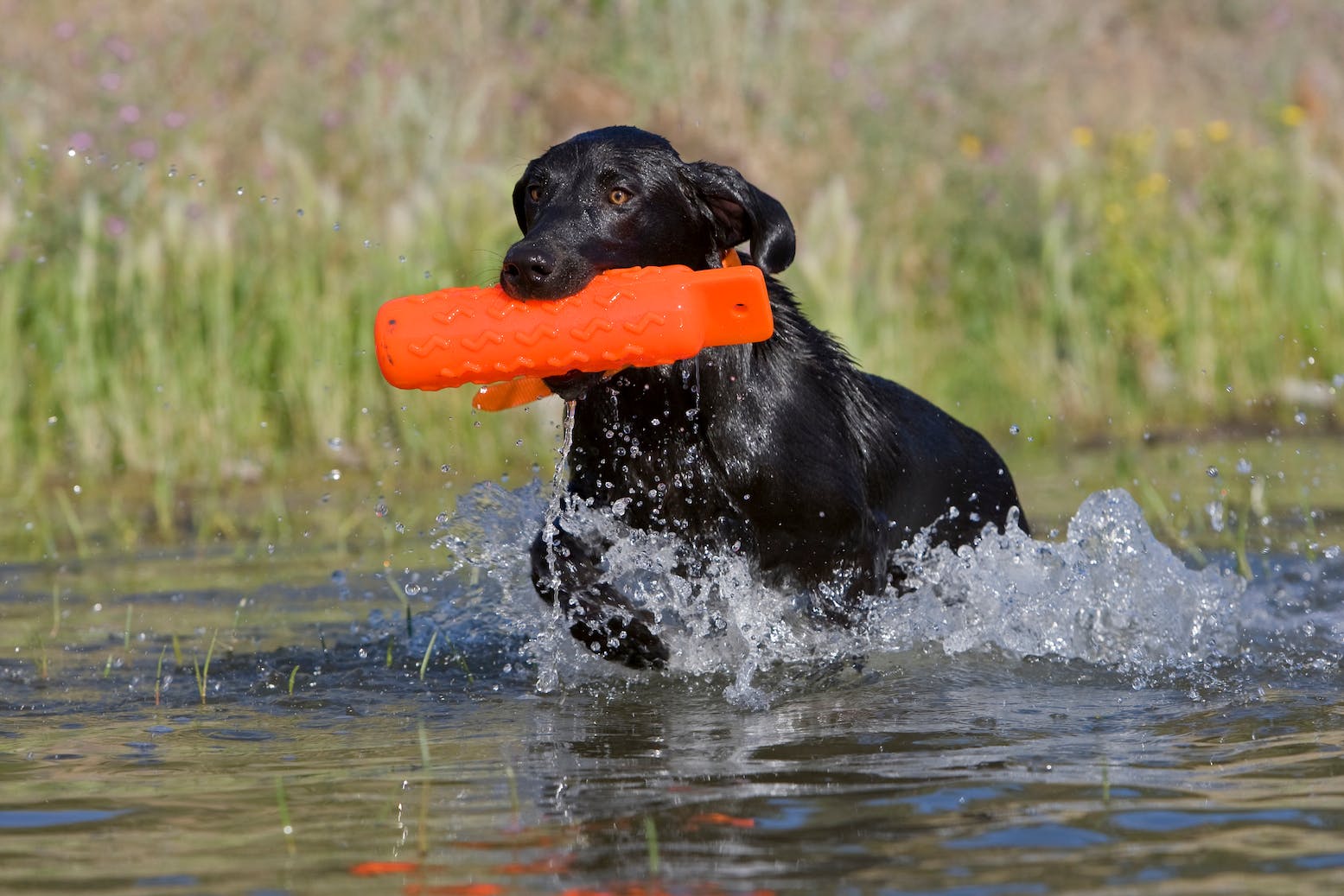 The Blueprint for a Successful Bird Dog Training Program with George H ...